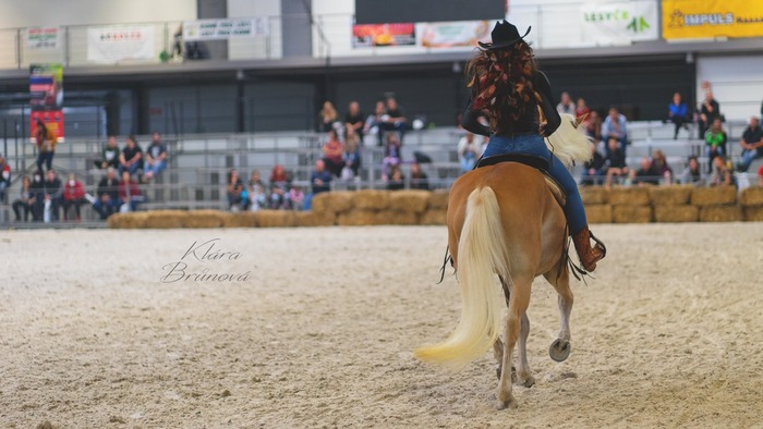 Haflinger show team