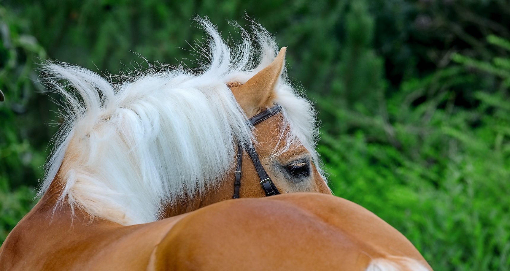 O nás :: Haflinger show team