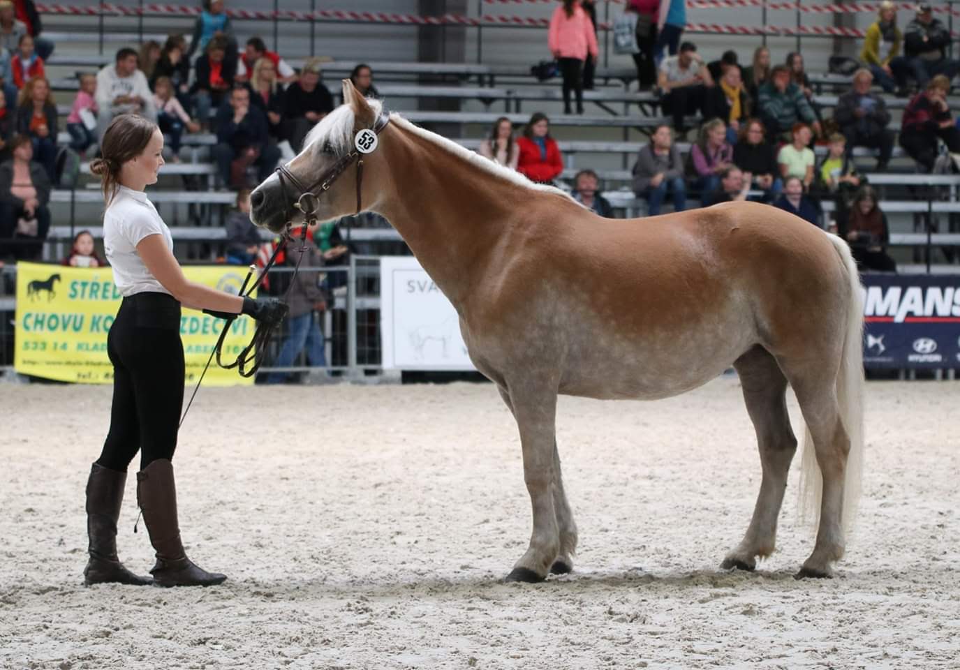 Jak se stát členem? :: Haflinger show team